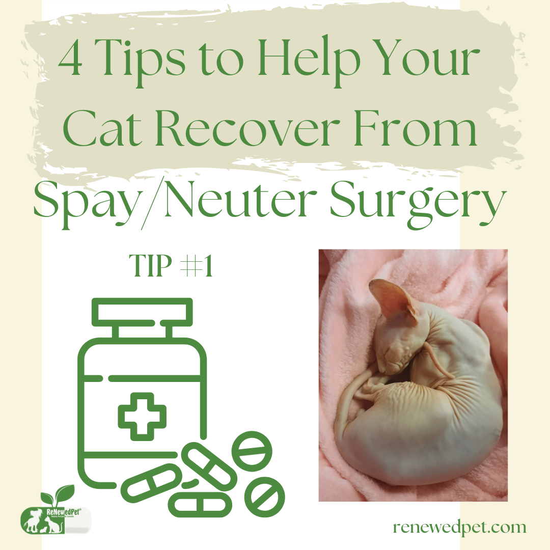 4 Tips to Help your Cat Recover from Spay/Neuter Surgery - Tip #1 ...