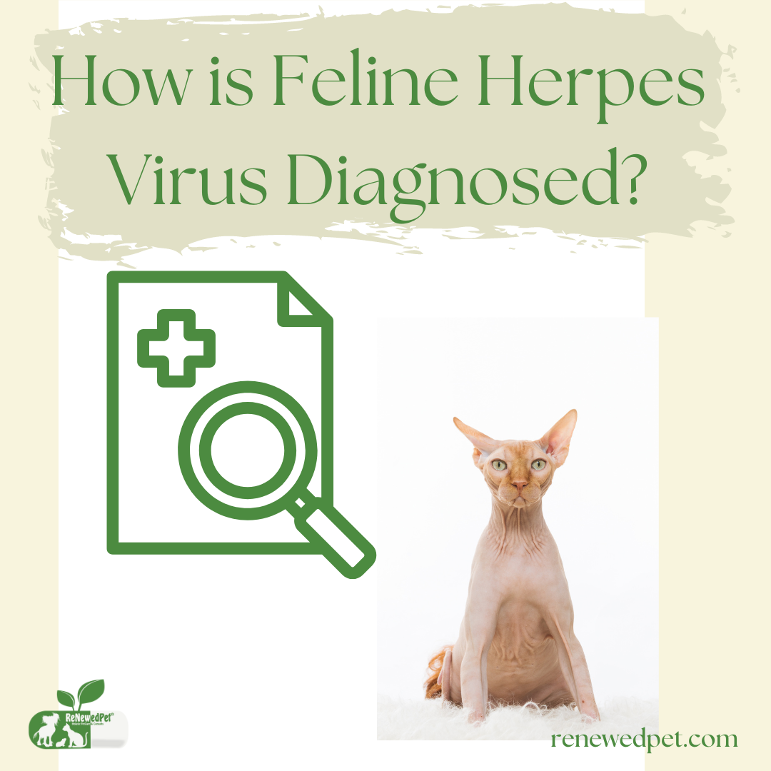 How is Feline Herpes Virus Diagnosed? – ReNewedPet