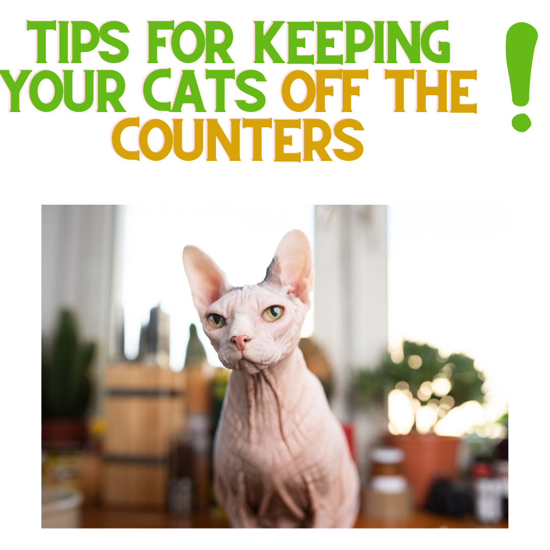 Tip For Keeping Cats OFF the Counters! – ReNewedPet