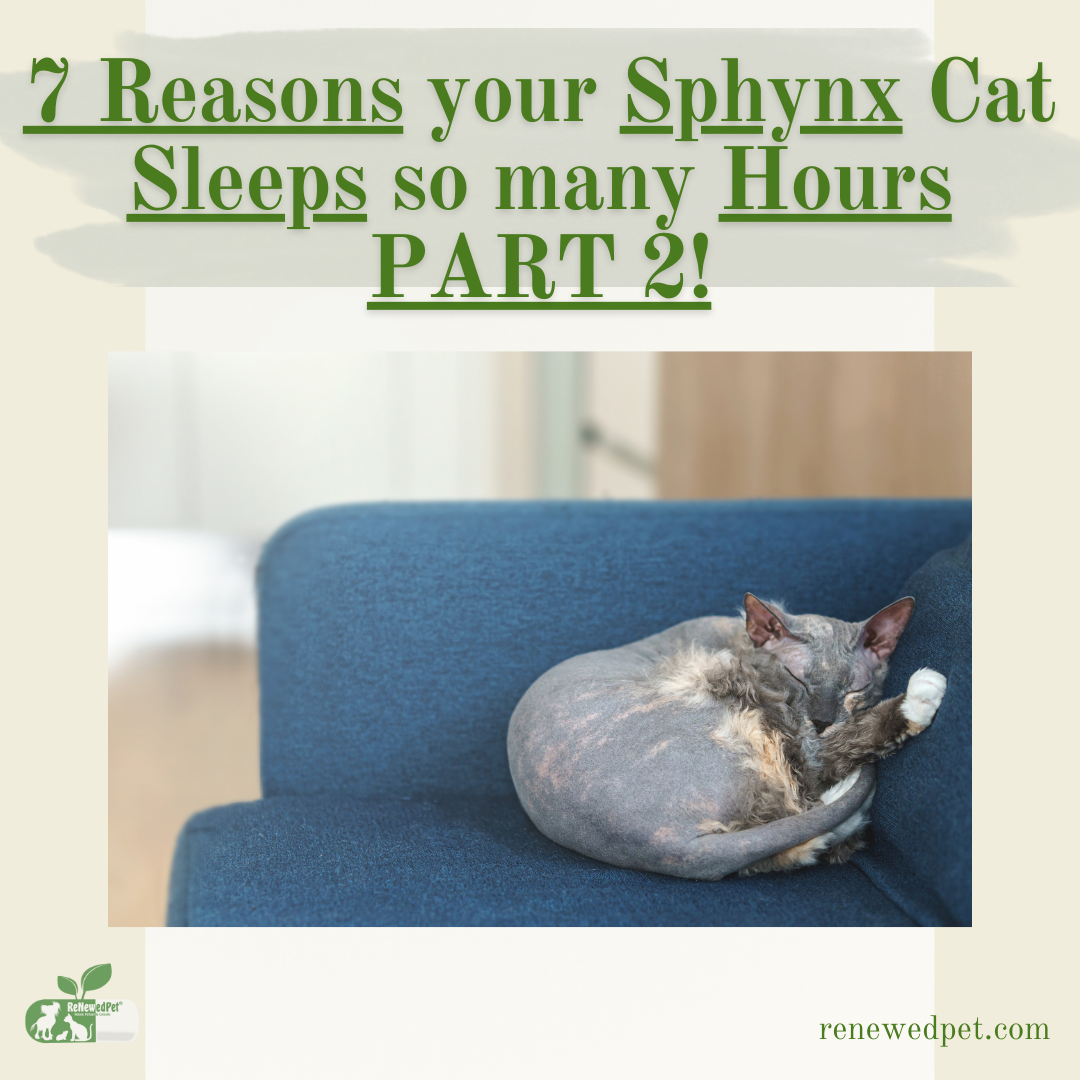7 Reasons Your Cat Sleeps So Much - Part 2 – ReNewedPet
