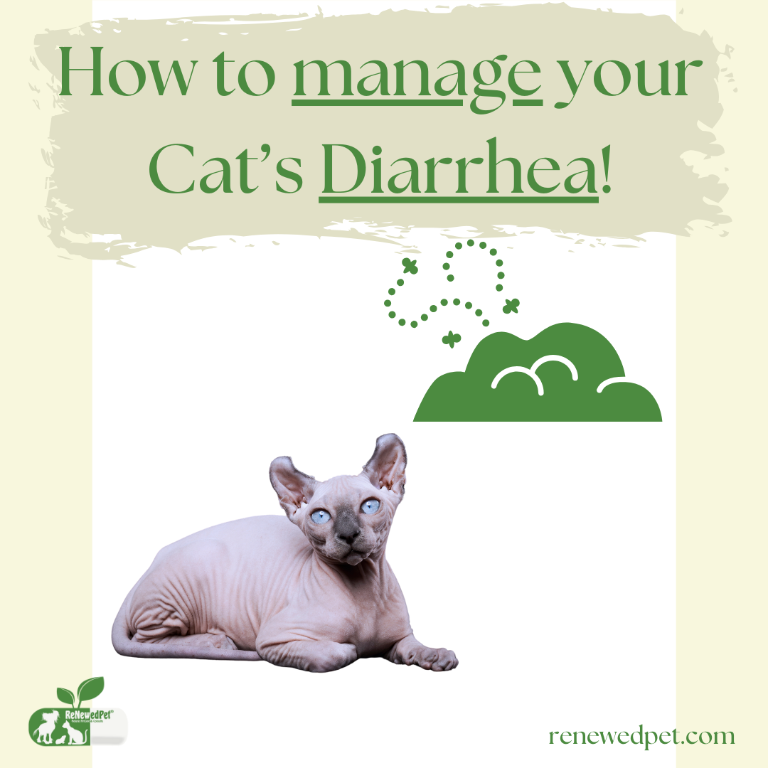 What To Do If Your Cat Has Diarrhea... – ReNewedPet