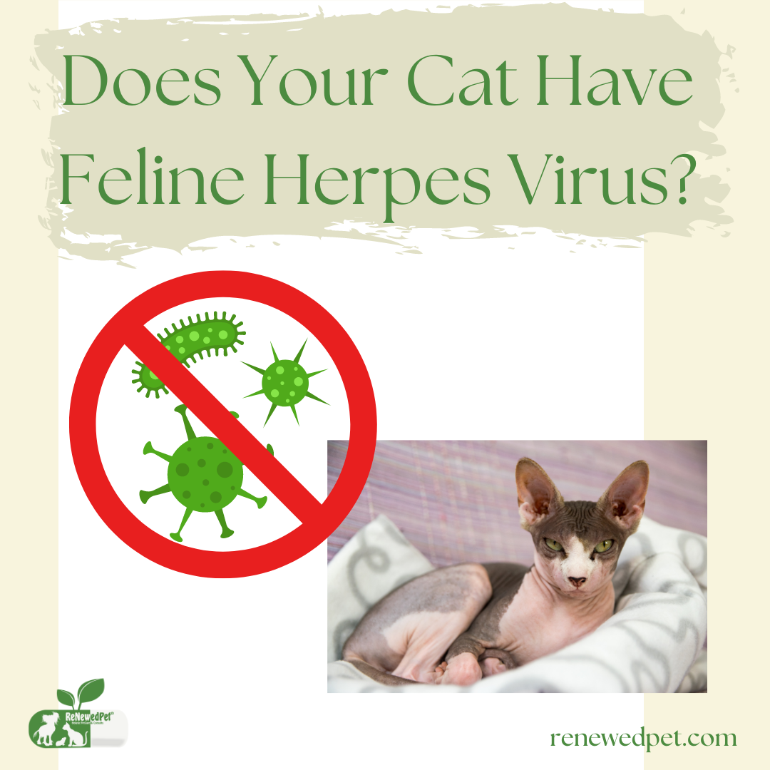What is Feline Herpes Virus... And Does Your Cat Have It? – ReNewedPet