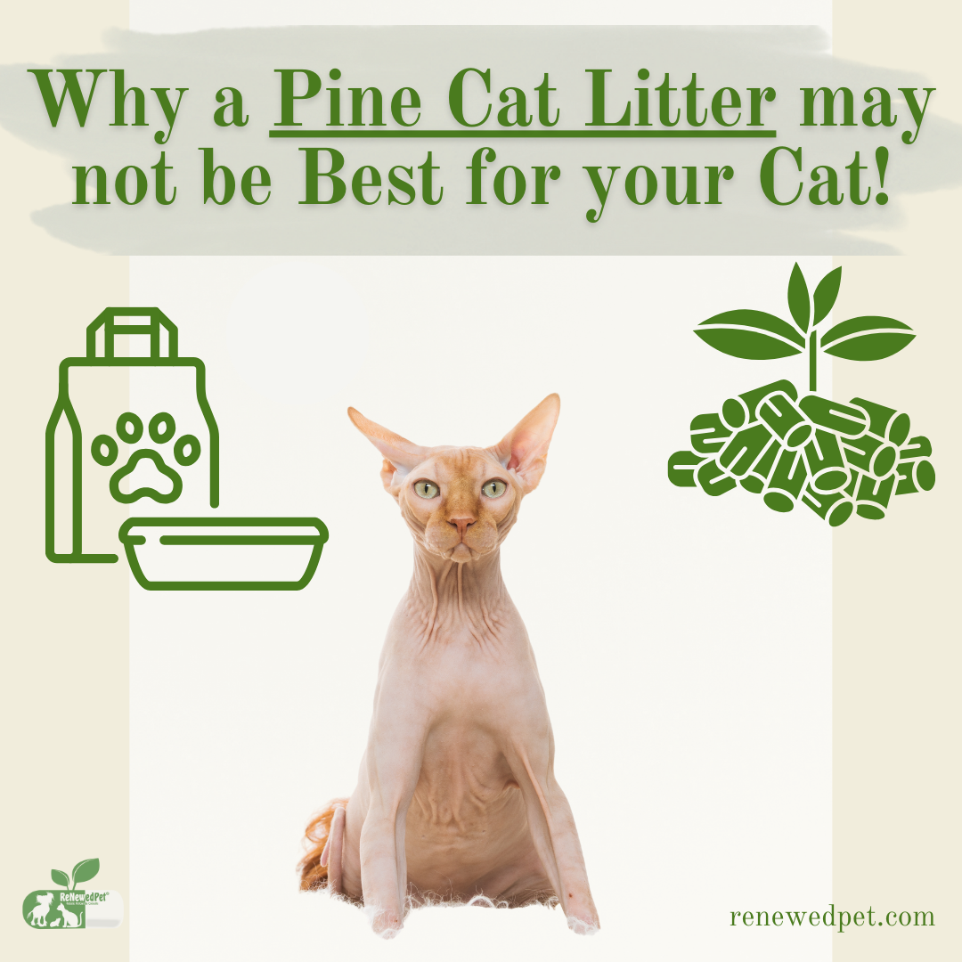 Why Pine Cat Litter May Not Be Best For Your Cat! – ReNewedPet