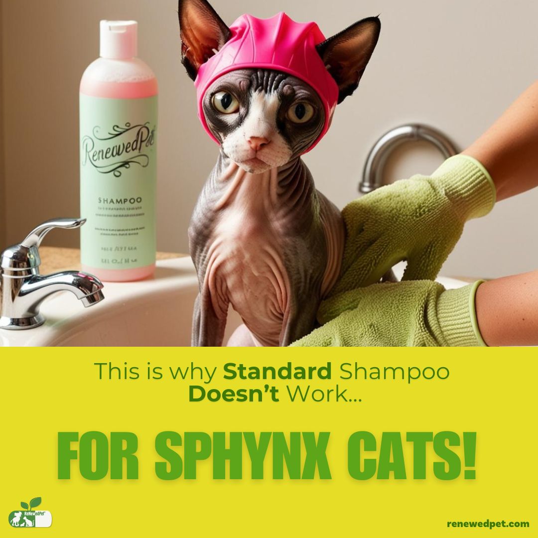 This is Why Standard Shampoo Doesn't Work for Sphynx Cats... – ReNewedPet