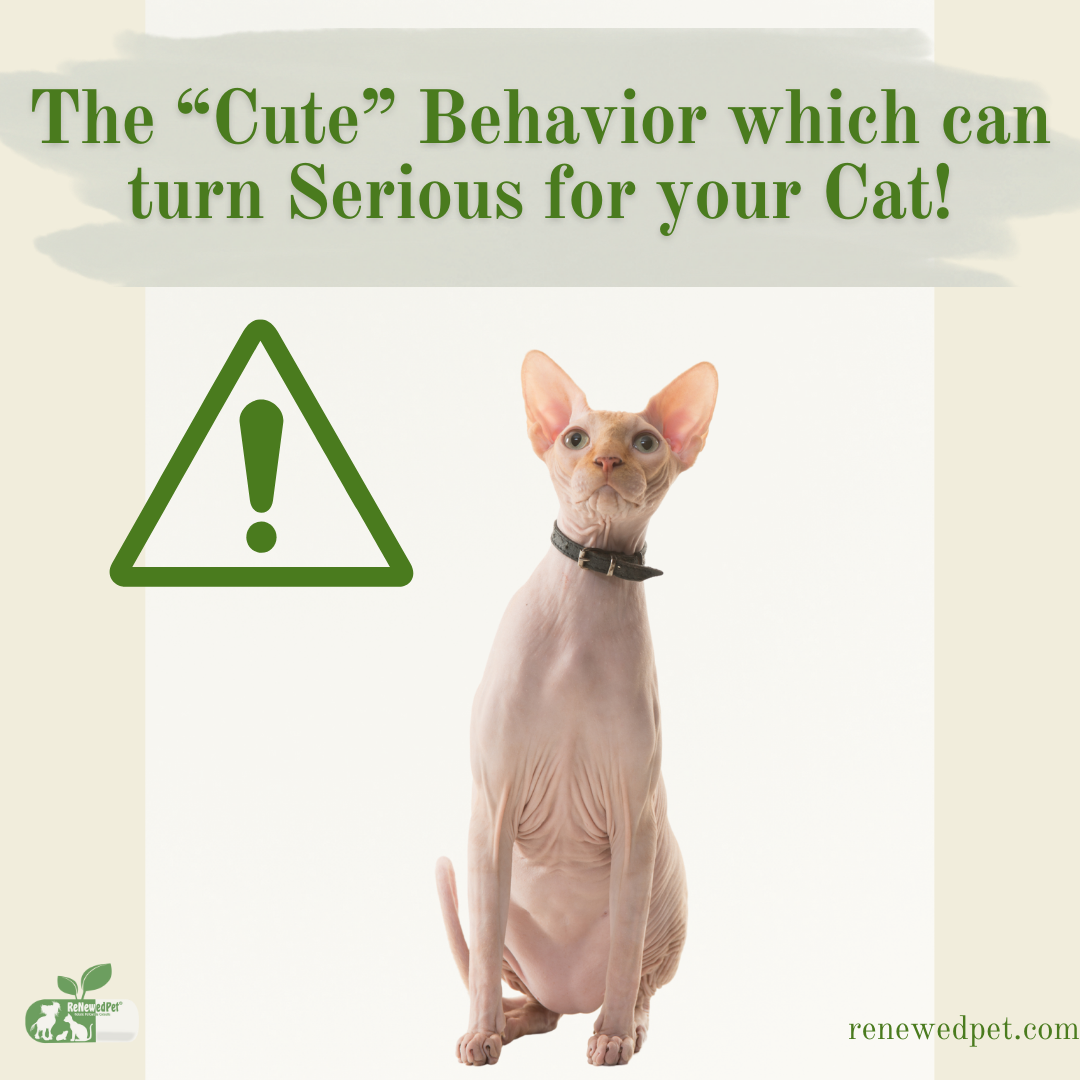 The "Cute" Behavior That Can Turn Serious For Your Cat! – ReNewedPet