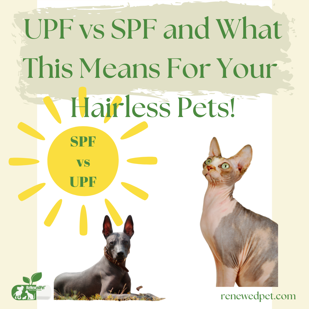 UPF vs SPF and What it Means For Your Hairless Pet... – ReNewedPet