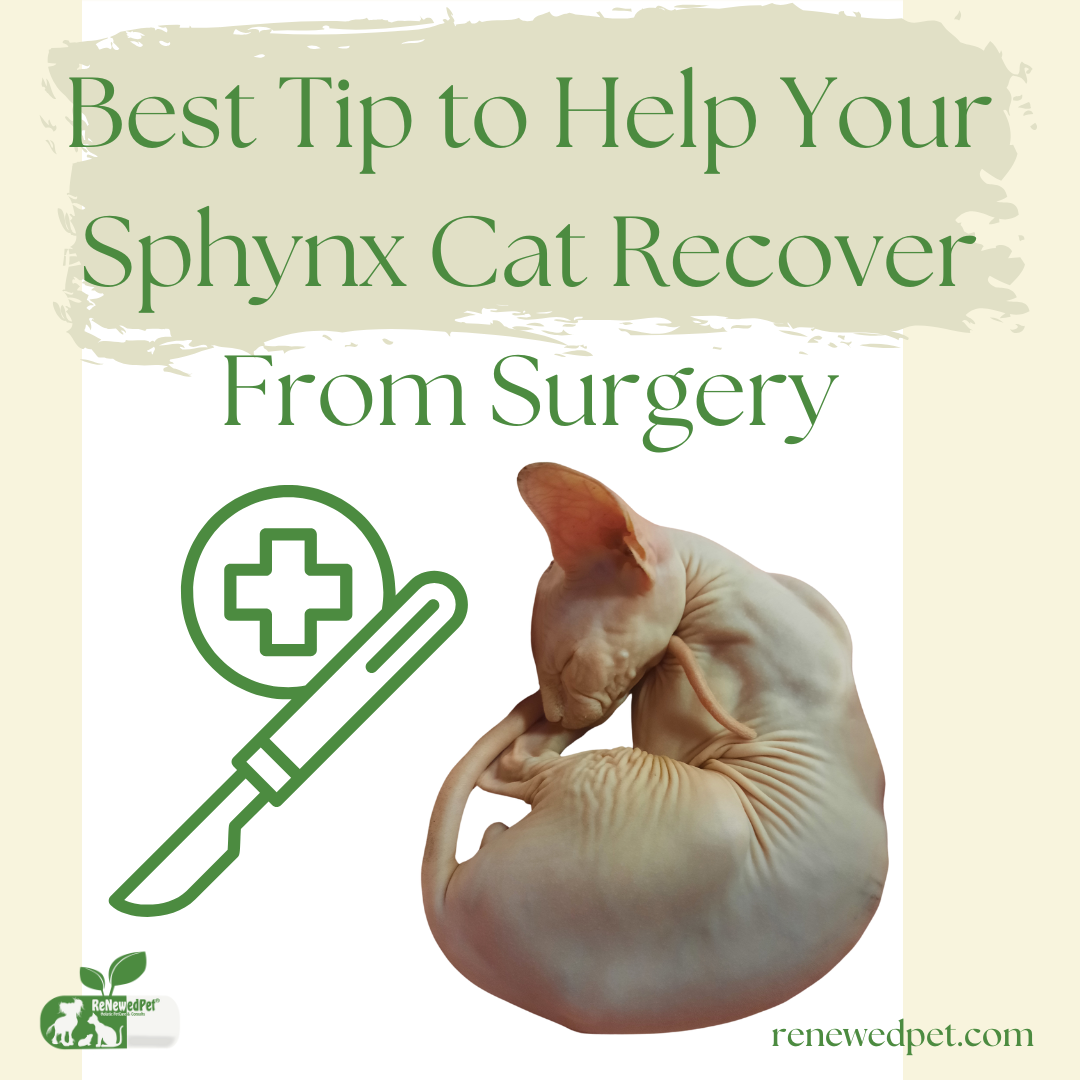 Best Tip to Help Your Sphynx Cat Recover From Surgery – ReNewedPet