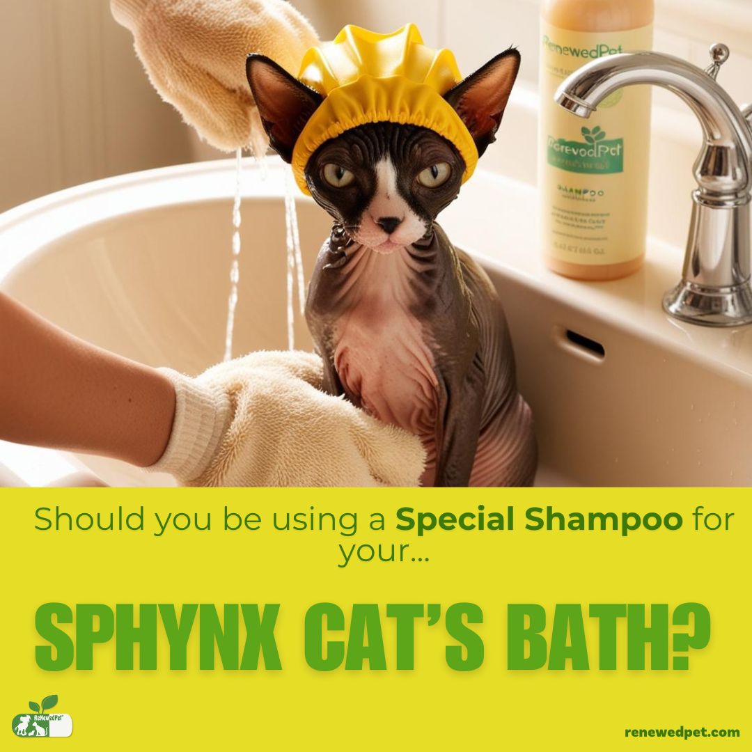 Should You Be Using a Special Shampoo for Your Sphynx Cat? – ReNewedPet