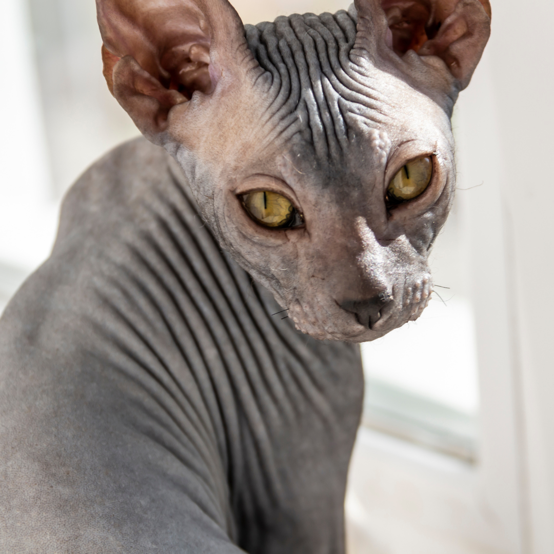 Why Do Sphynx Cats Have So Many Wrinkles? – ReNewedPet