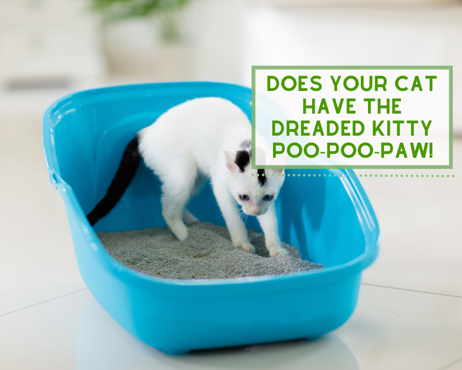 The Dreaded Kitty Poo-Poo-Paw and How to Fix It! – ReNewedPet