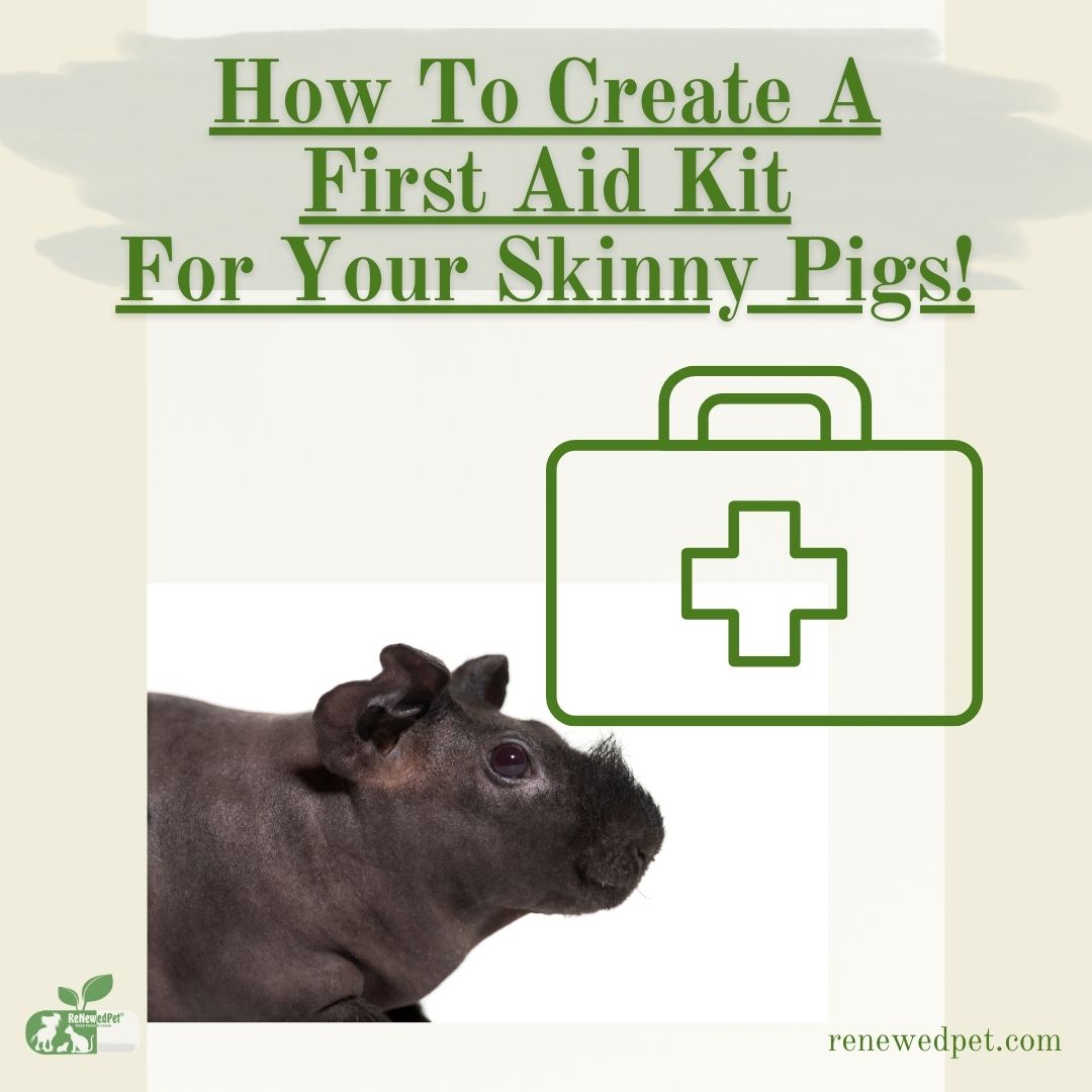 How To Create A First Aid Kit For Your Skinny Pigs! – ReNewedPet