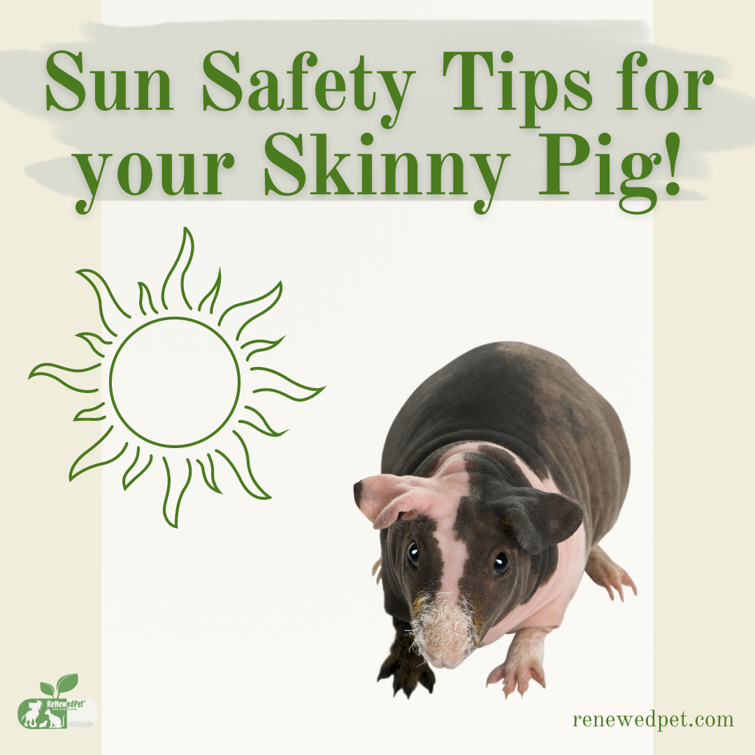 Sun Safety Tips for Your Skinny Pig! – ReNewedPet