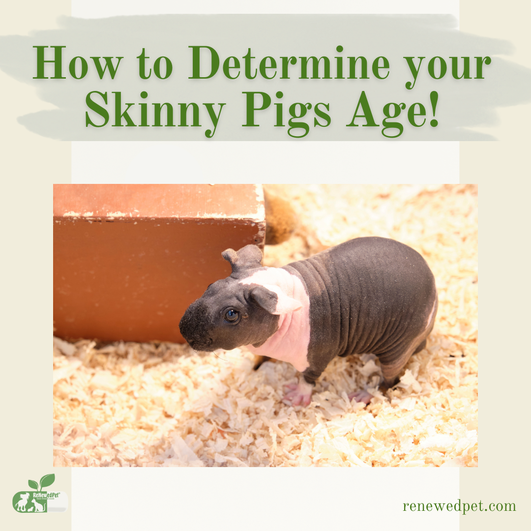 How to Determine Your Skinny Pig's Age! – ReNewedPet