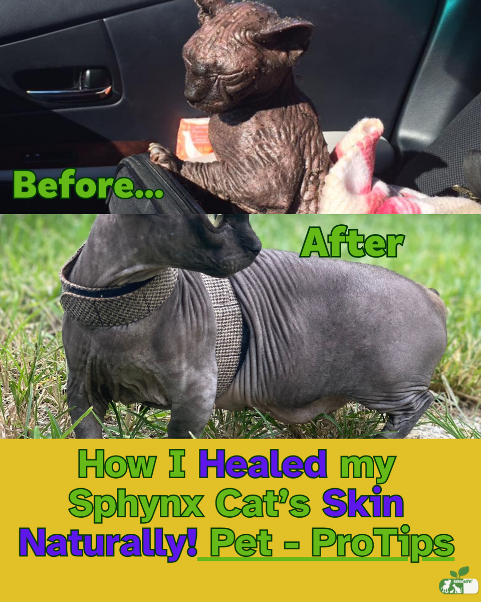 How I Naturally Healed My Sphynx Cat’s Skin | RenewedPet® – ReNewedPet