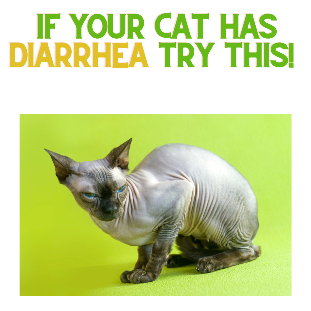 What to Do if your Cat has Diarrhea! – ReNewedPet