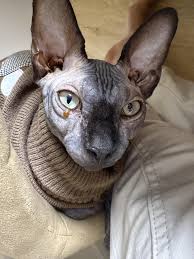 Does Your Sphynx Cat Get Eye Boogers? Here's What To Do! – ReNewedPet