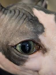 Normal Sphynx Eye Discharge Vs. Signs Of Infection – ReNewedPet