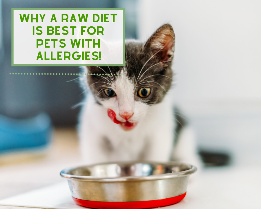 Why Raw is Better for Pets With Allergies – ReNewedPet