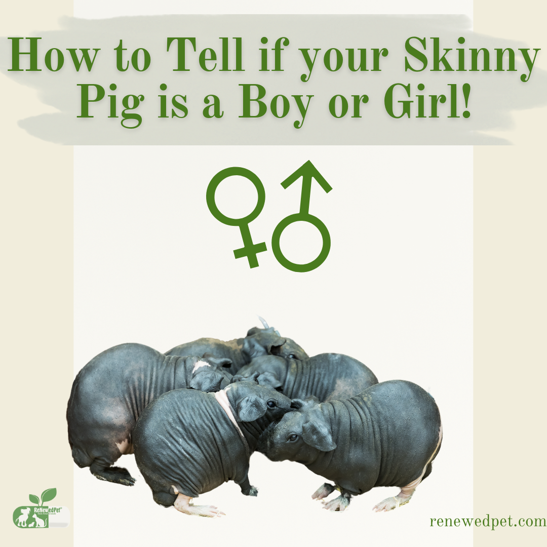 How to Tell if Your Skinny Pig is a BOY or a GIRL! – ReNewedPet