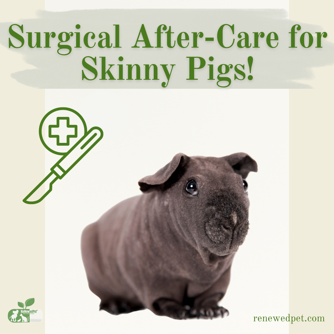 Surgical Aftercare For Skinny Pigs! – ReNewedPet