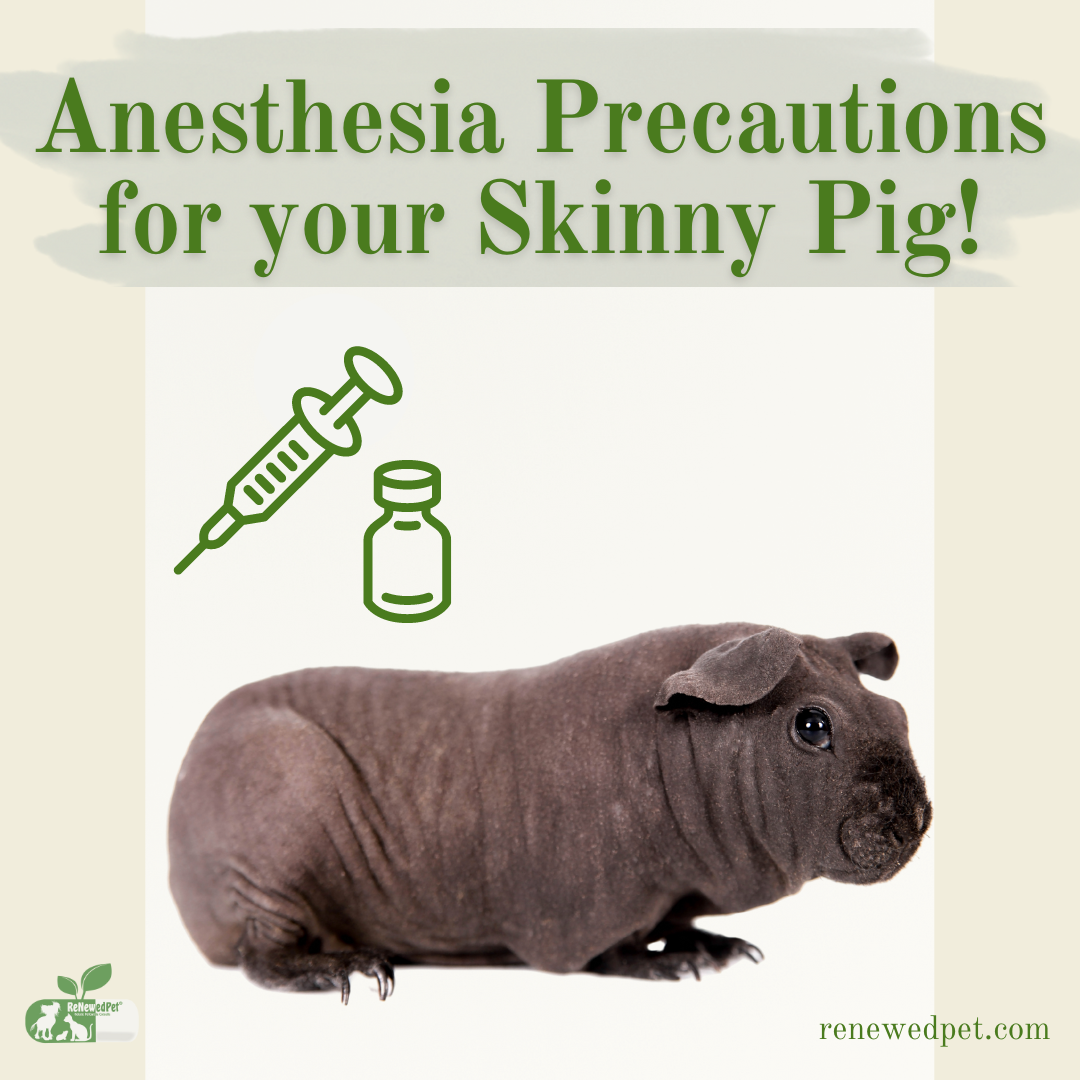 Anesthesia Precautions For Your Skinny Pig! – ReNewedPet