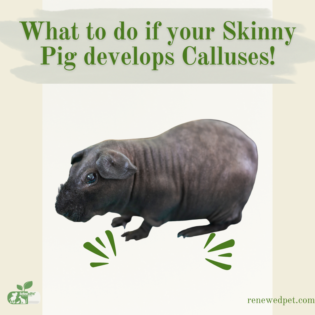 What To Do If Your Skinny Pig Develops Calluses! – ReNewedPet
