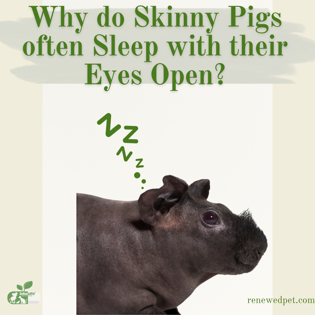 Why Do Skinny Pigs Sleep With Their Eyes Open? – ReNewedPet