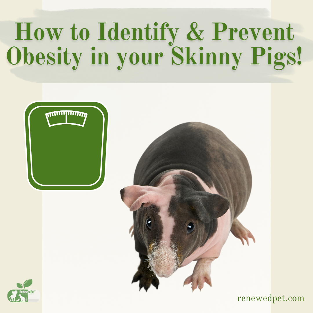 How to Identify and Prevent Obesity in Your Skinny Pig! – ReNewedPet