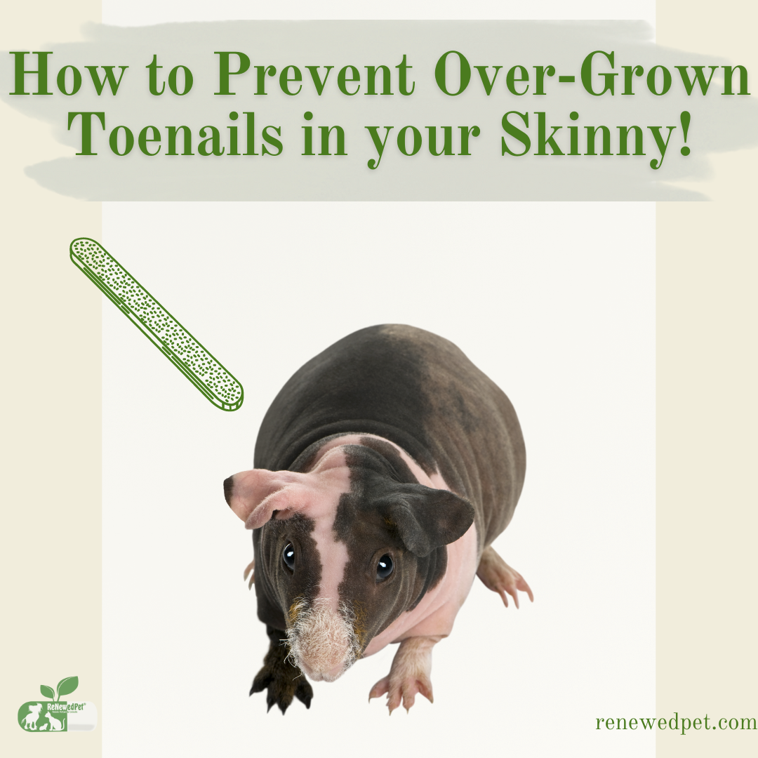 How To Prevent Overgrown Toenails on Your Skinny Pig! – ReNewedPet