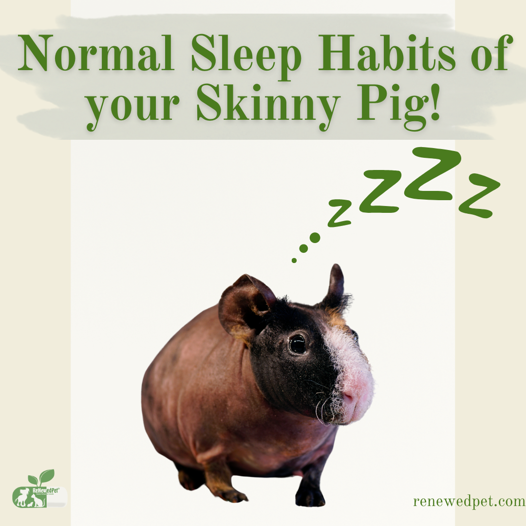 Normal Sleep Habits of Your Skinny Pig! – ReNewedPet